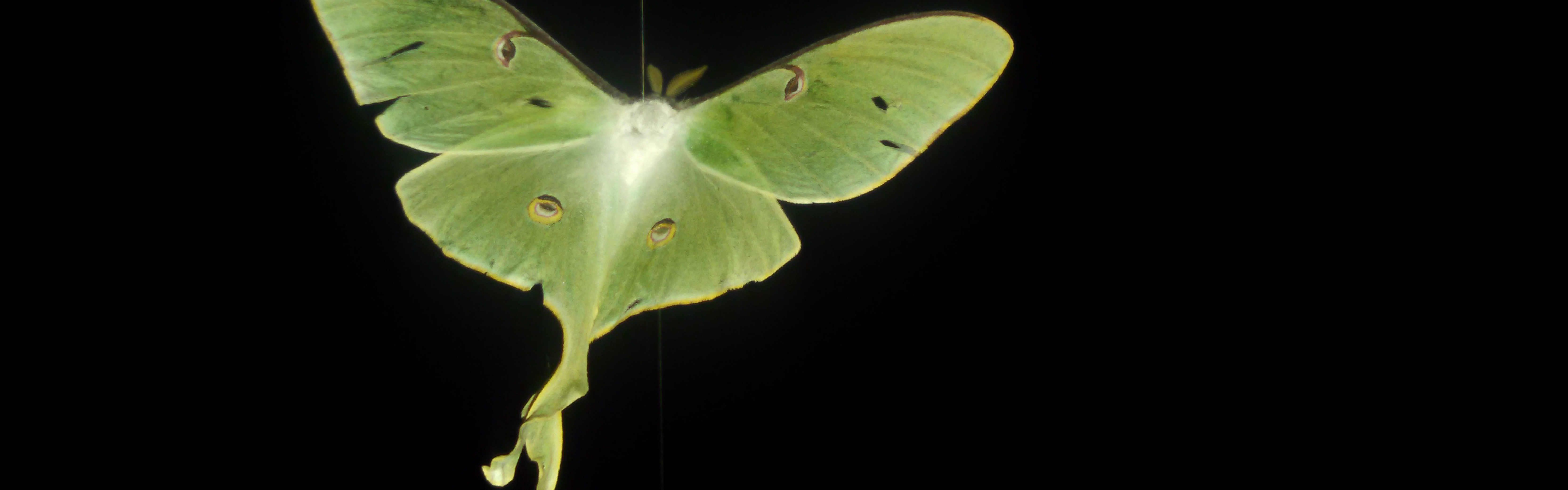 Can the elongated hindwing tails of fluttering moths serve as false ...